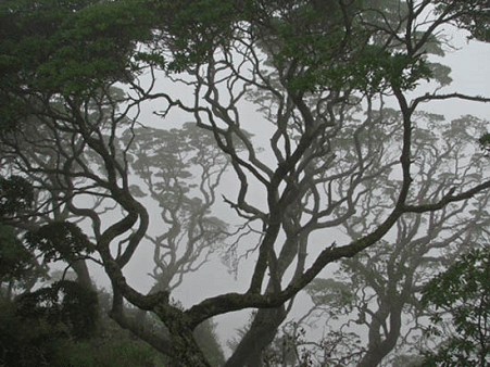 7 Fascinating Endangered Trees - Tales by Trees