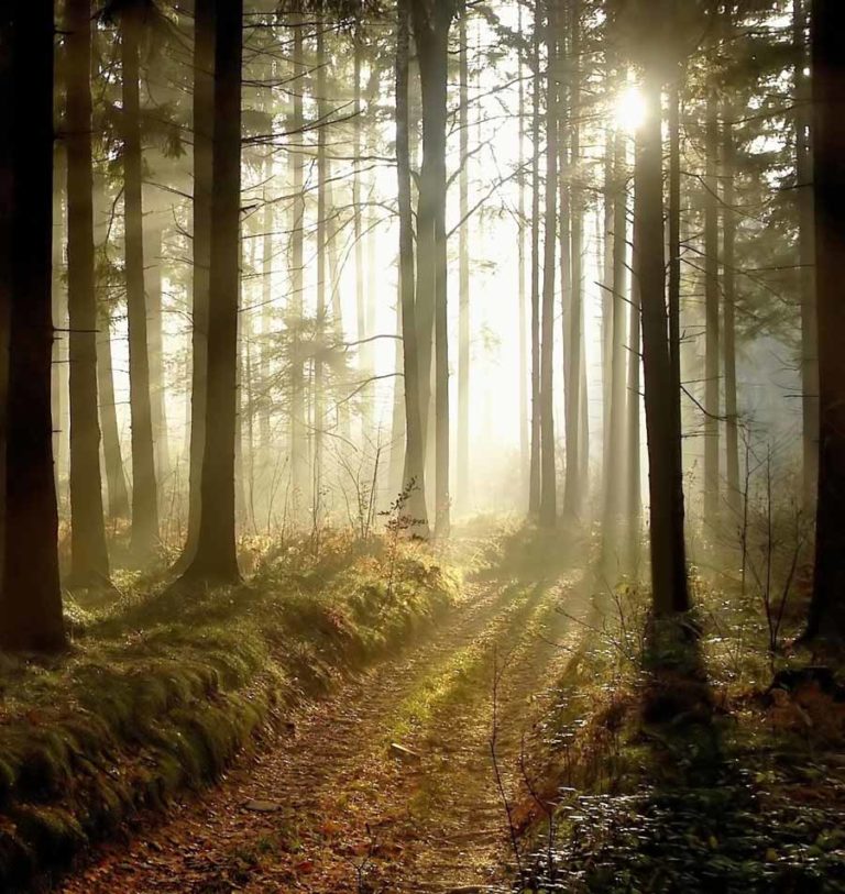 Let the Forest Make You Happier - Tales by Trees