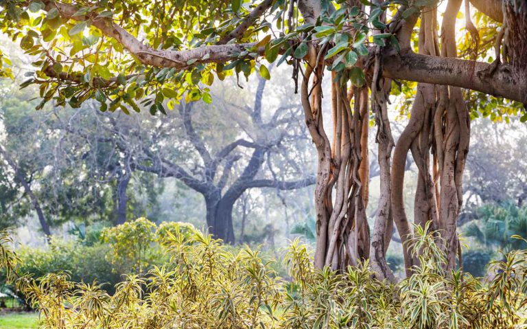 A Brief Guide to The Sacred Trees of India - Tales by Trees
