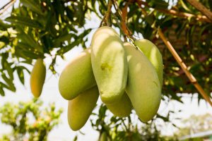 A Brief Guide to The Sacred Trees of India - Tales by Trees