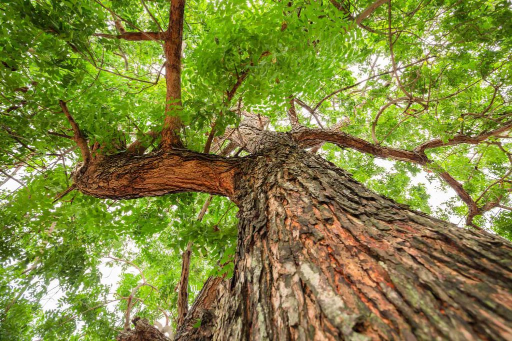 A Brief Guide to The Sacred Trees of India - Tales by Trees