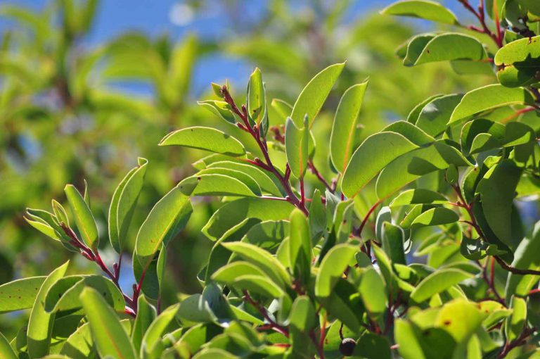 A Brief Guide to The Sacred Trees of India - Tales by Trees