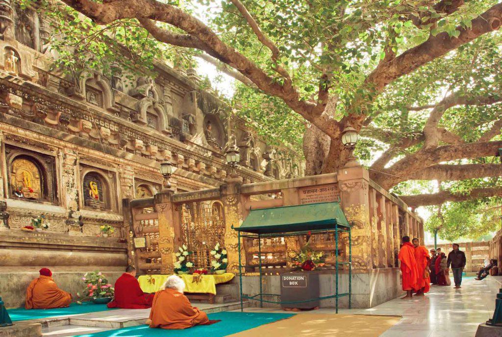 A Brief Guide to The Sacred Trees of India - Tales by Trees